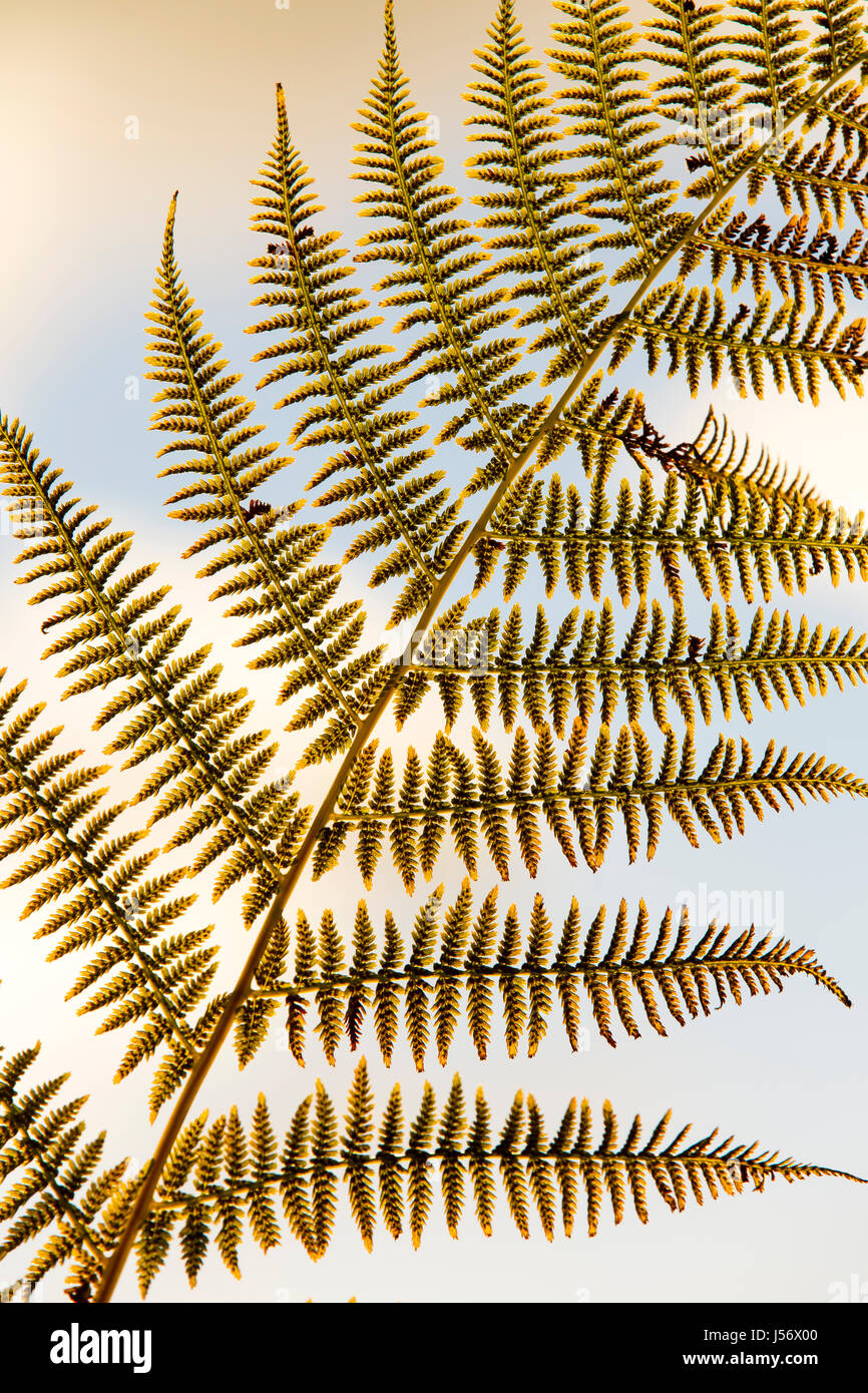 Backlit fern fronds, Ambleside, UK Stock Photo - Alamy