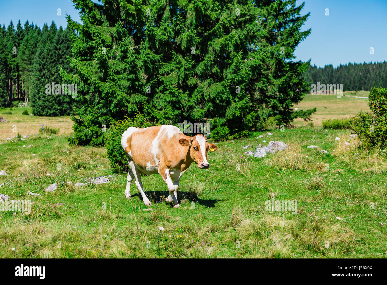 Cow In A Natural Environment Stock Photo - Alamy