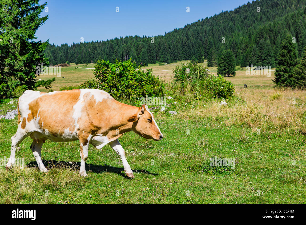 Brown and white cow italy hi-res stock photography and images - Alamy