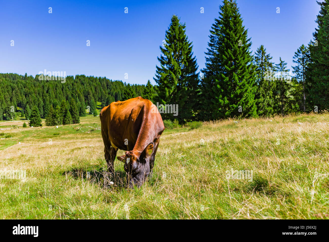 Cows Roaming In The Fields Stock Photo - Alamy