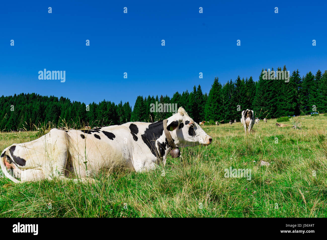 A Cow Relaxing Stock Photo - Alamy