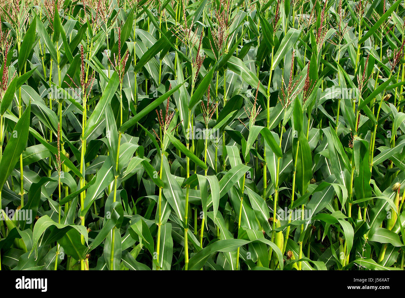 fodder green corn corncob soilage corn-growing backdrop background ...