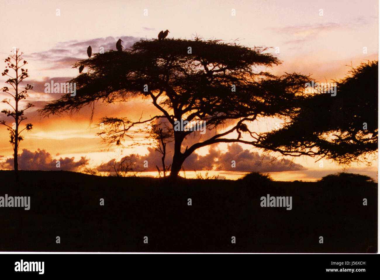 Marabus High Resolution Stock Photography and Images - Alamy