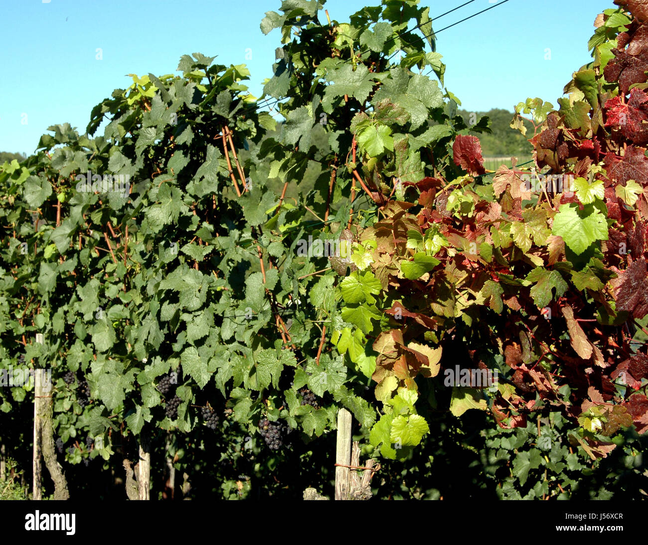 grapevines in fall Stock Photo - Alamy