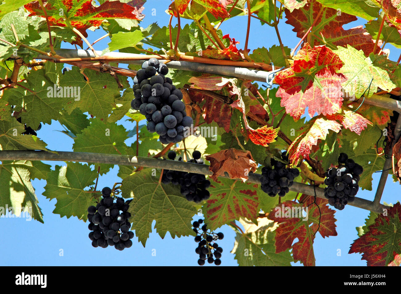 plant leaves agriculture farming entrance vines vintager vintage vine ...