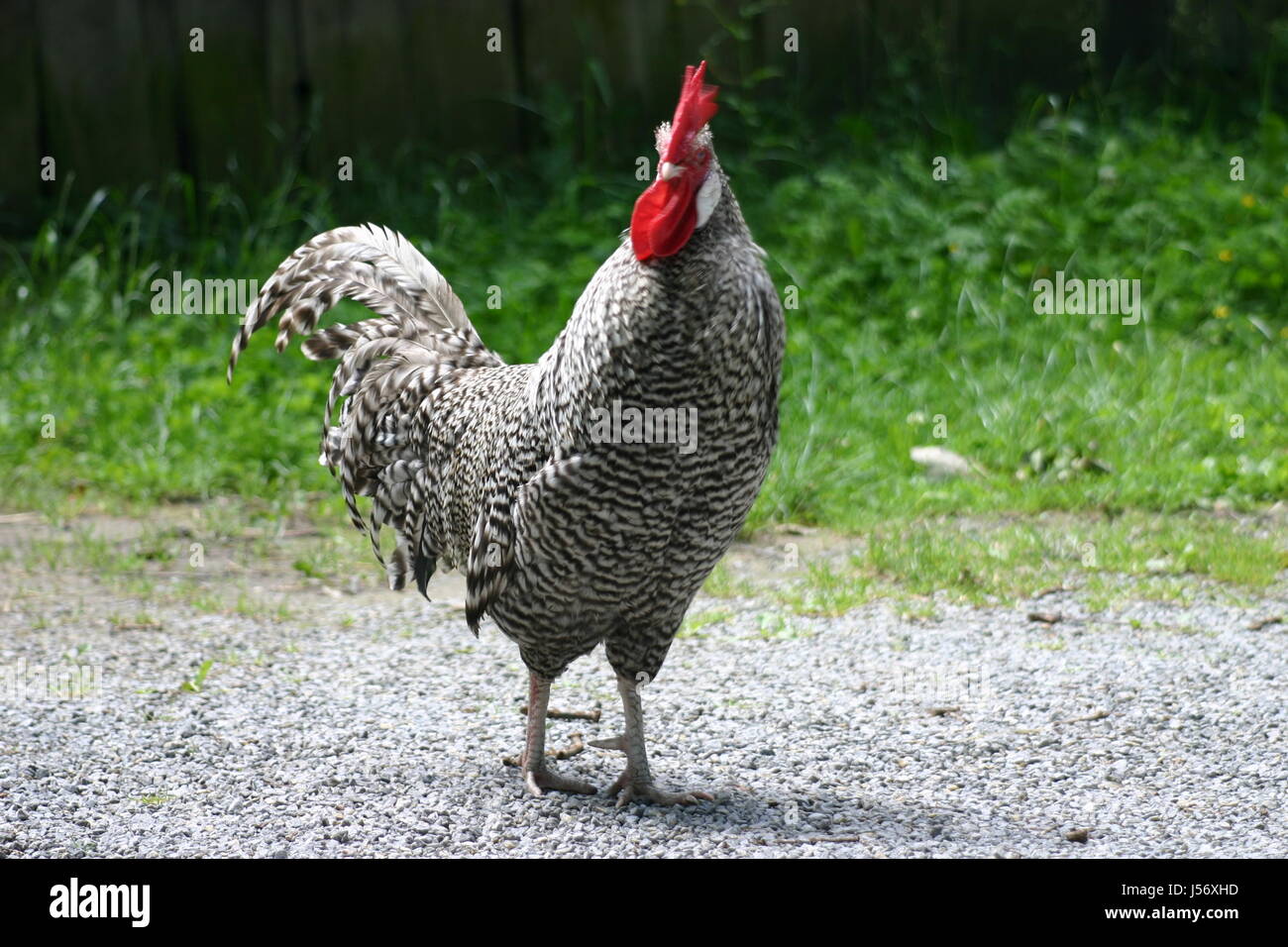 pet bird agriculture farming birds poultry farm animal poultry farming ...