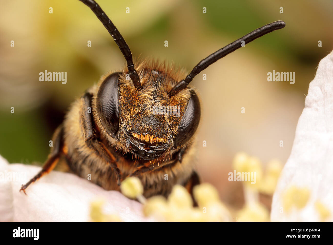 Leaf Cutter Cuckoo Bee Stock Photo - Alamy
