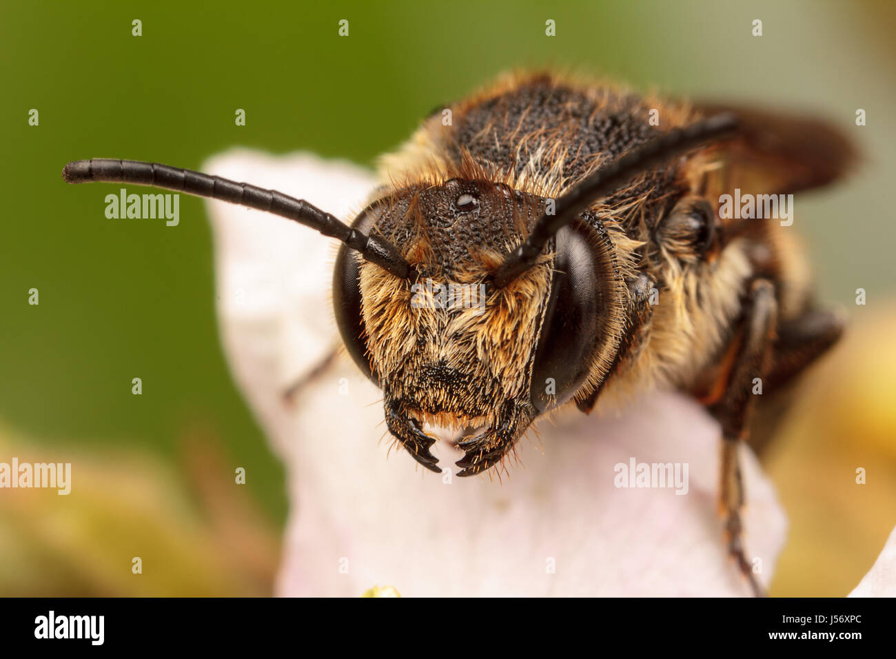 Leaf Cutter Cuckoo Bee Stock Photo - Alamy