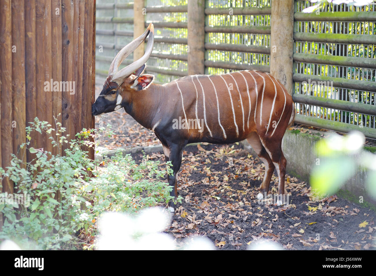Bongo antelope animal with horns and stripes Stock Photo - Alamy