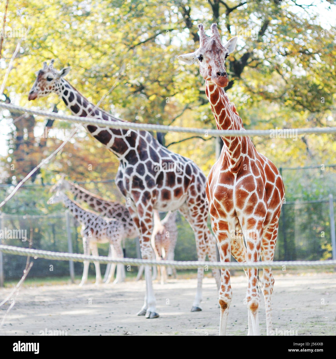 Long slim neck hi-res stock photography and images - Alamy