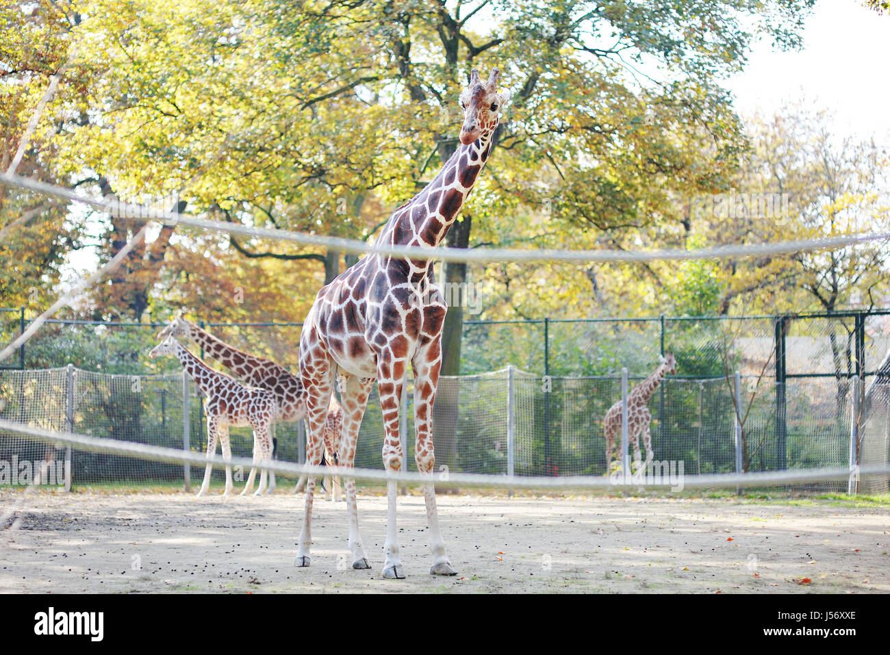 Long slim neck hi-res stock photography and images - Alamy