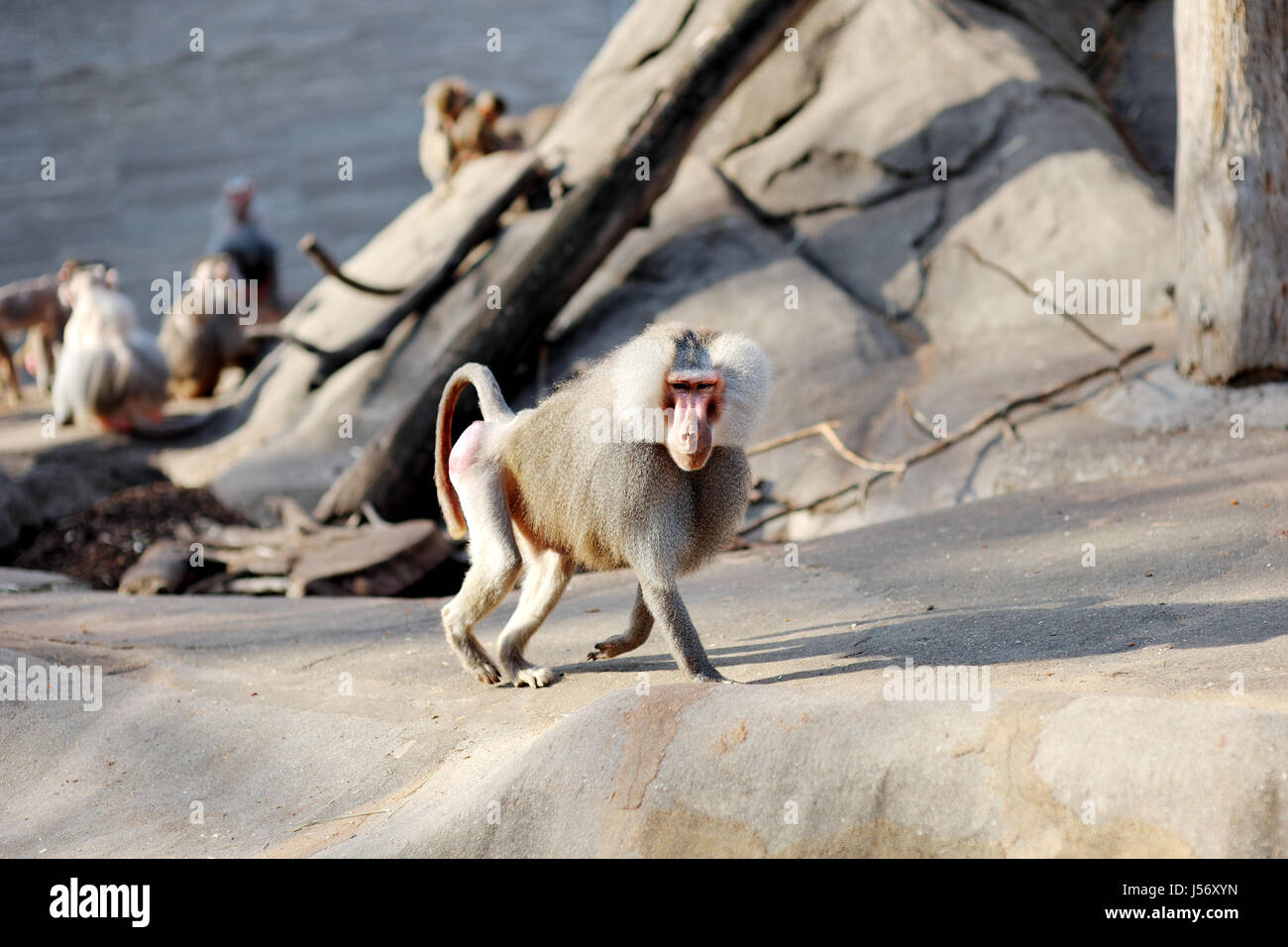 Hamadryas baboon monkey animal (Heropithecus gelada Stock Photo - Alamy