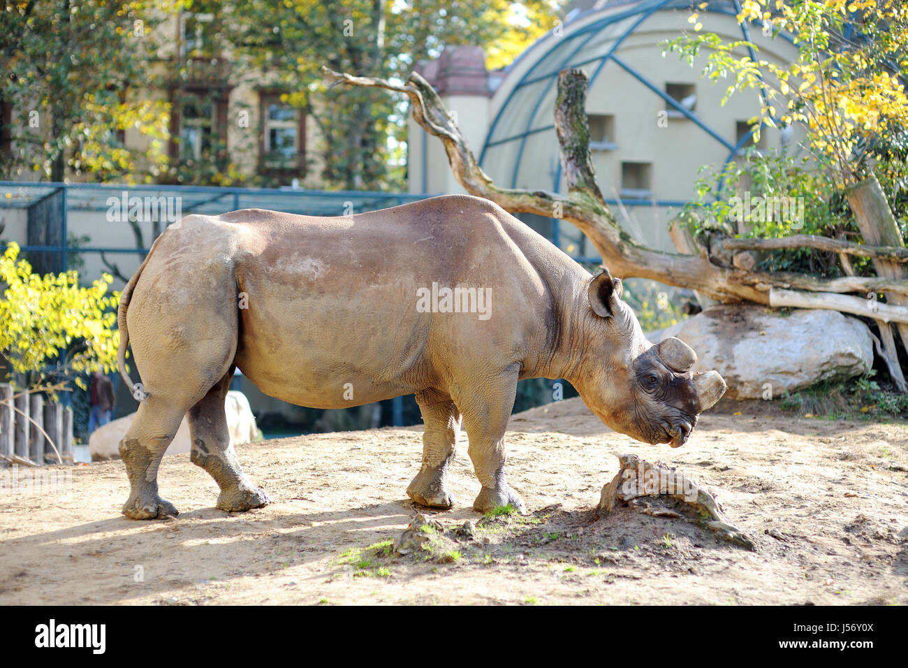 Big wild animal rhinoceros in a zoo Stock Photo - Alamy