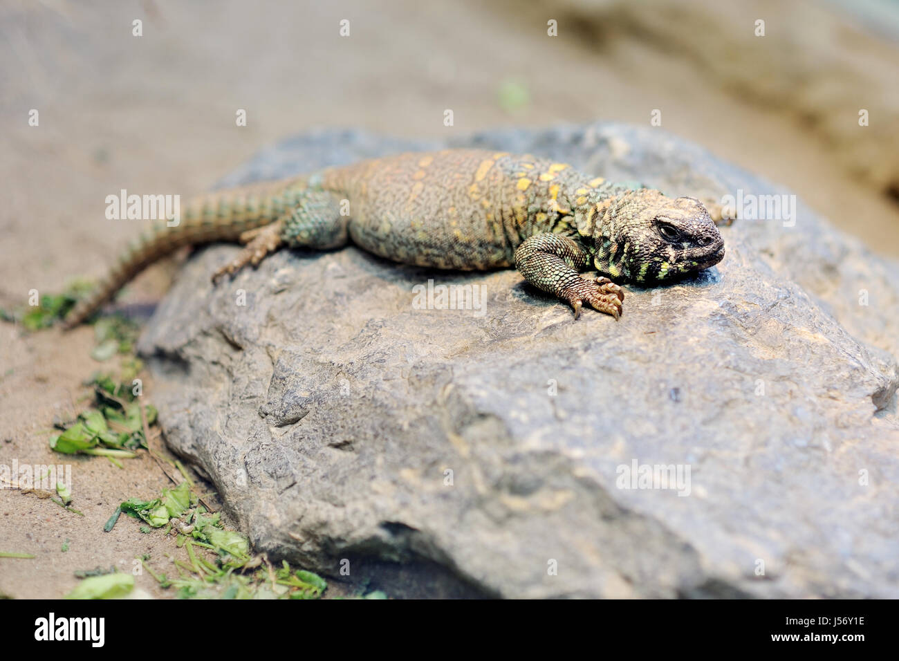 Ornate uromastyx mastigure lizard on a rock Stock Photo - Alamy