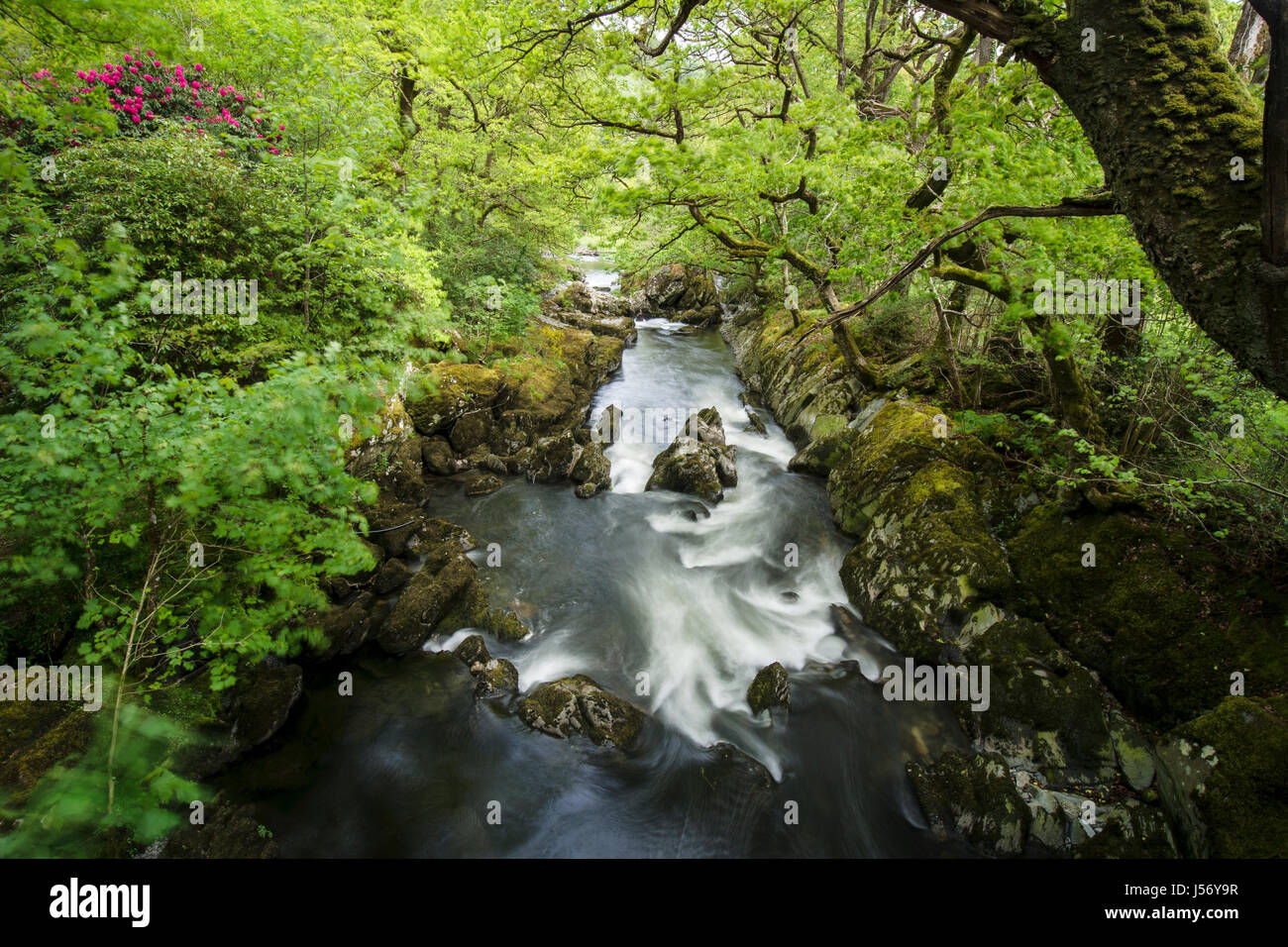 Afon Lledr (River Lledr), the river flowing through the scenic Lledr ...