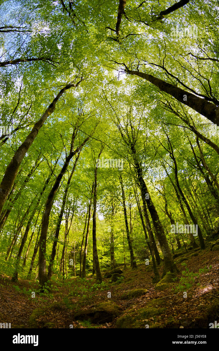 Forest fisheye hi-res stock photography and images - Alamy