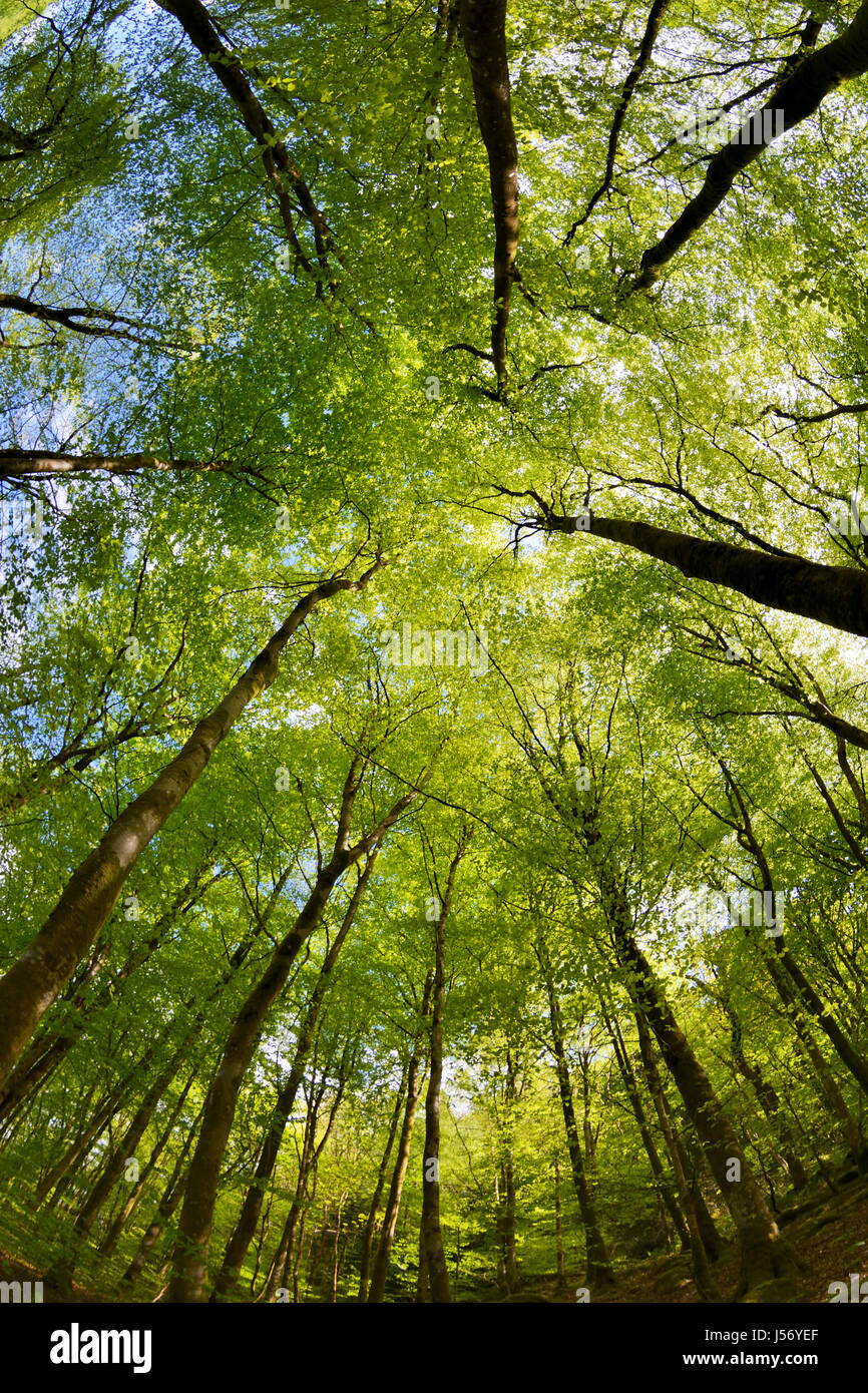 Forest fisheye High Resolution Stock Photography and Images - Alamy