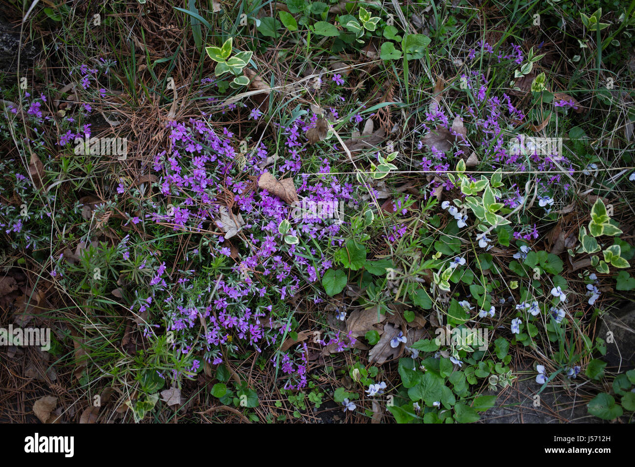 Carpet of blue flowers. Close up of flowering background Stock Photo ...