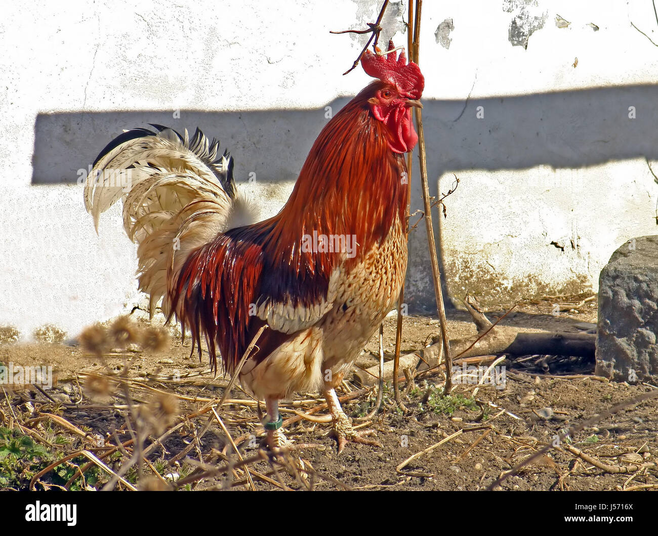 guardian of easter eggs Stock Photo - Alamy