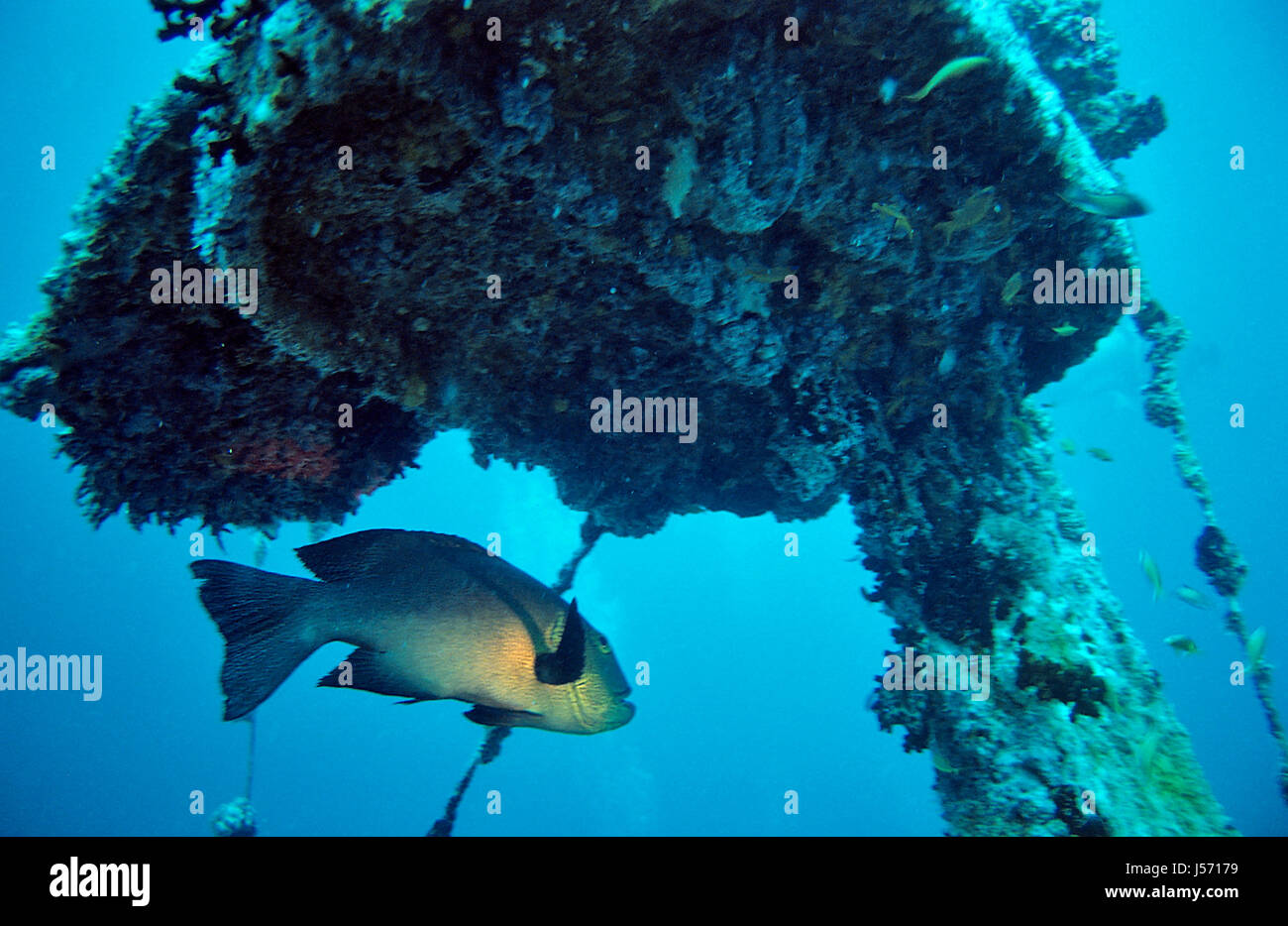 fish at the wreck Stock Photo - Alamy