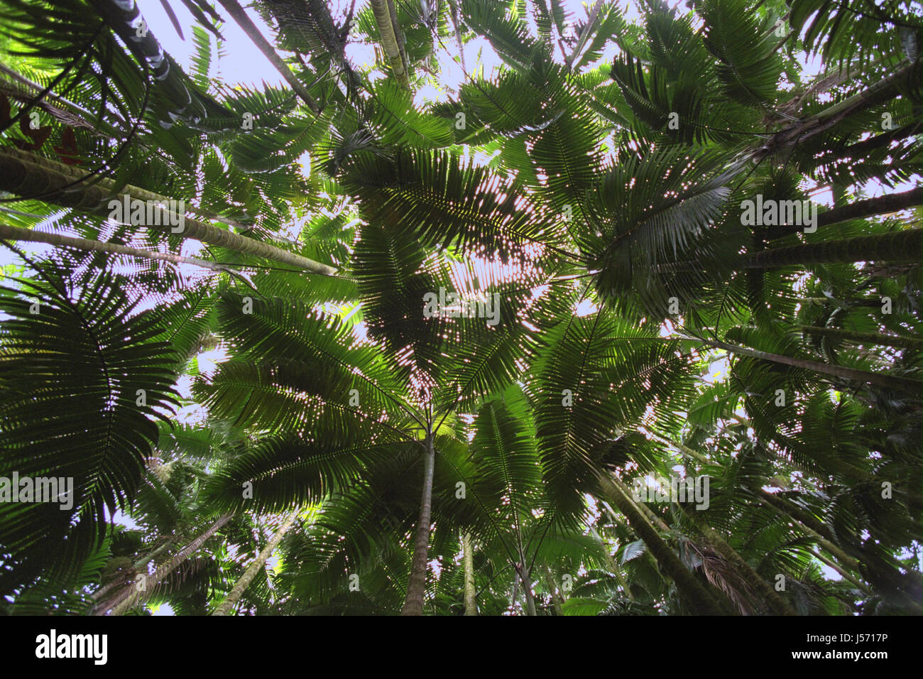 worms eye,usa,palms,palmtrees,forest,hawaii,big island Stock Photo - Alamy