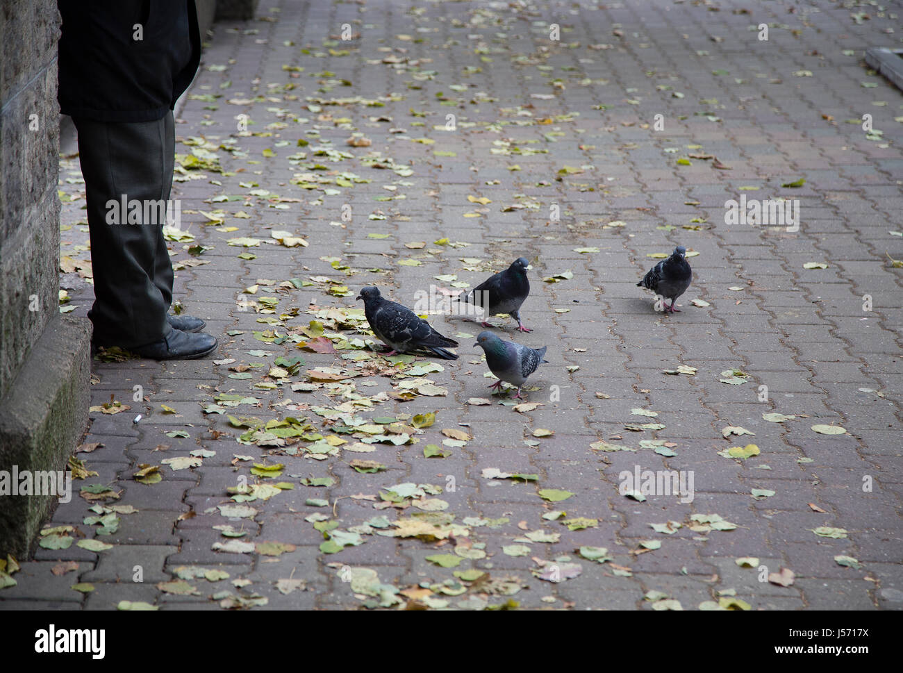 Tramp and doves. There are legs of the man and four doves Stock Photo ...