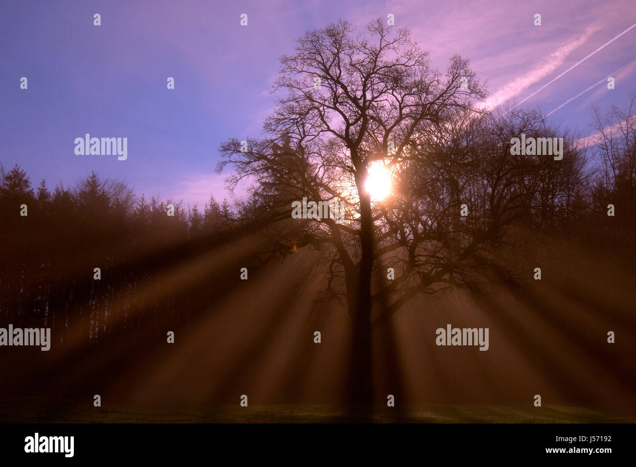 blue shine shines bright lucent light serene luminous tree whitsun ...