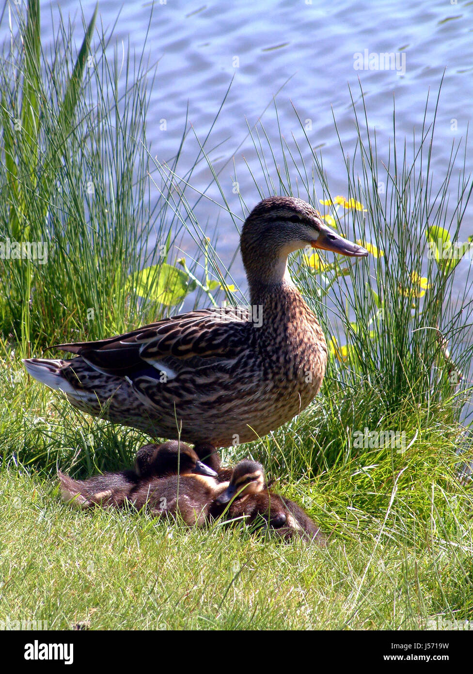 grasses spring duck seasons fresh water pond water young younger meadow ...