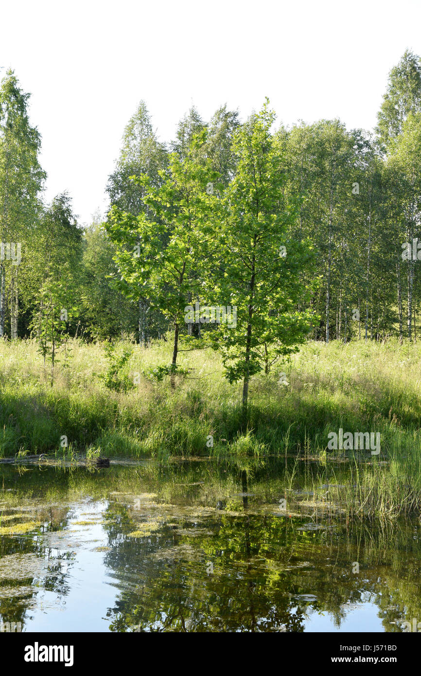 Little pond in a forest Stock Photo - Alamy