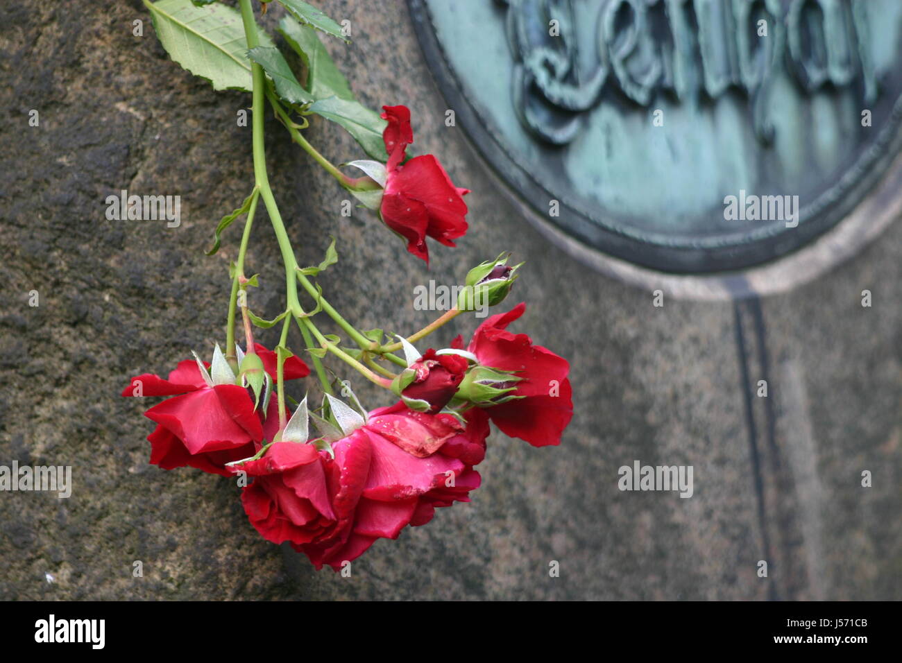 remember death roses cemetery gravestone tombstone mourning sorrow ...