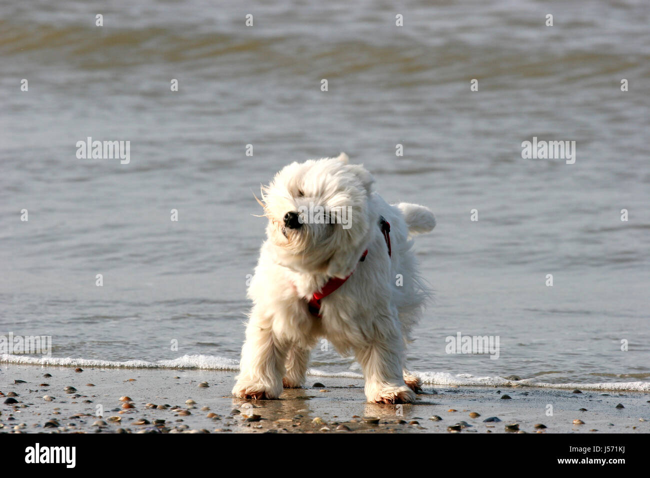 beach seaside the beach seashore water north sea salt water sea ocean ...