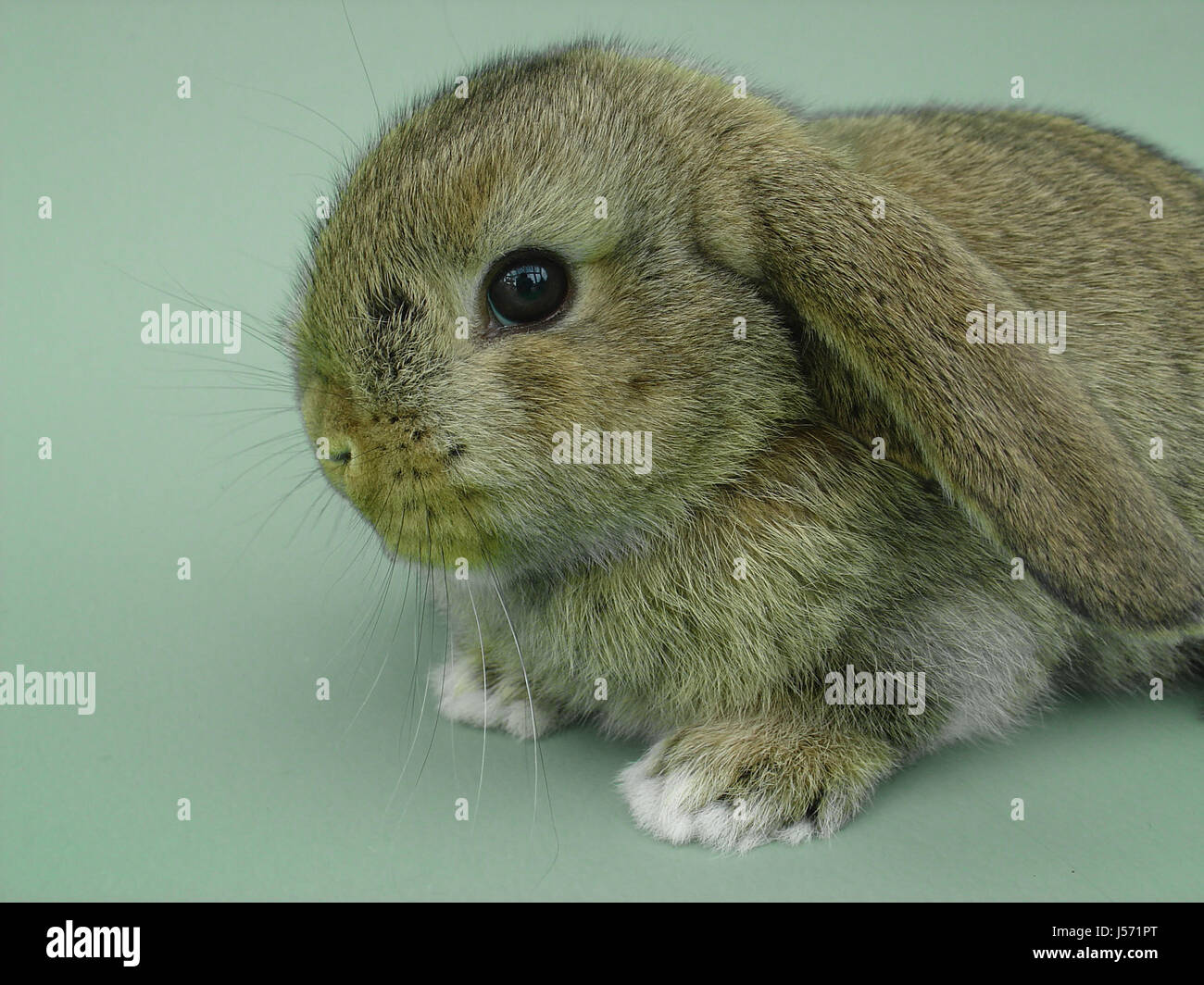 pet hare ram young animal snatch cute bunny zwergkaninchen zwergwidder ...