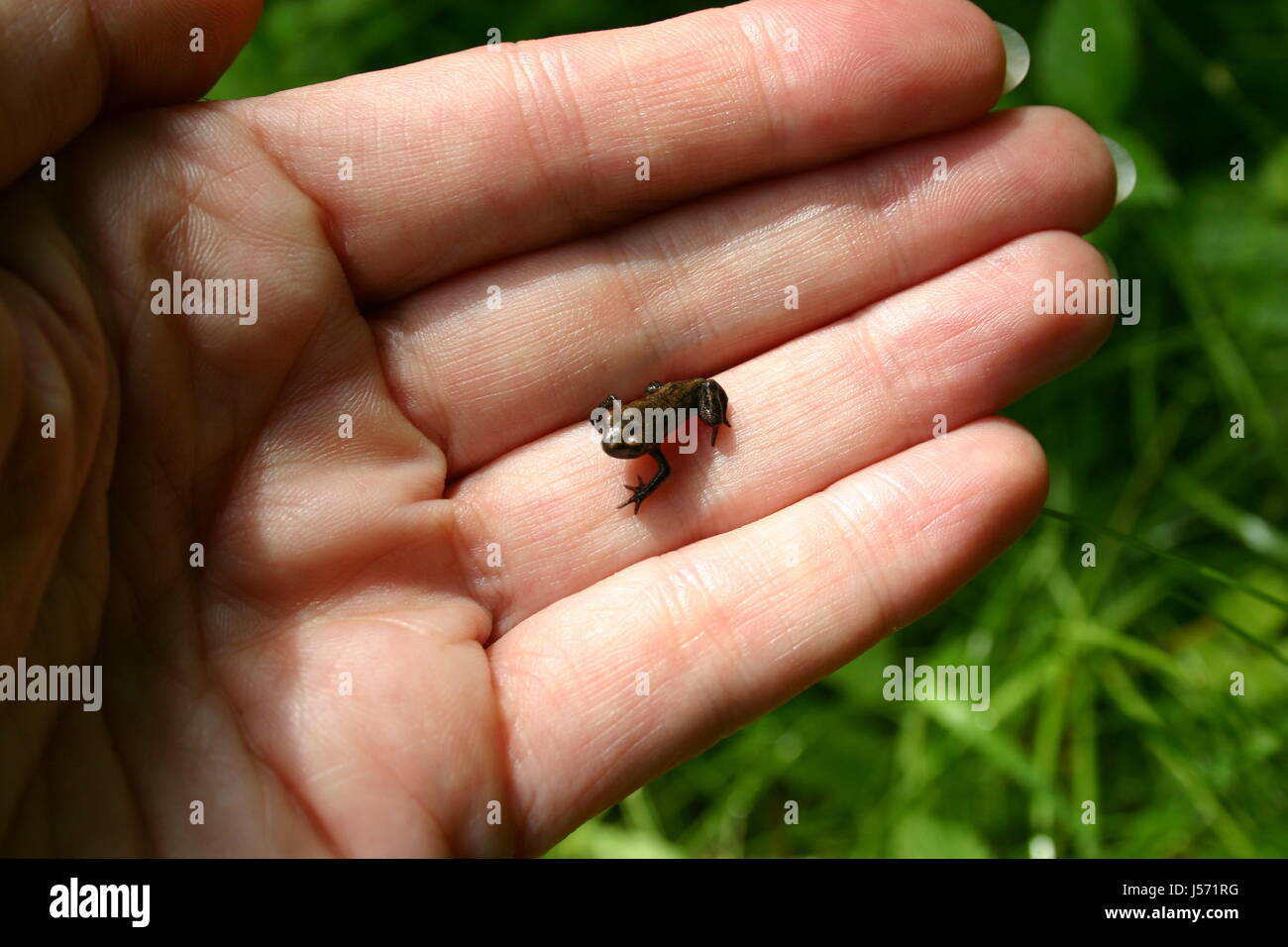 hand frog hand frog grasfrosch winzling kleiner frosch hpfer ...