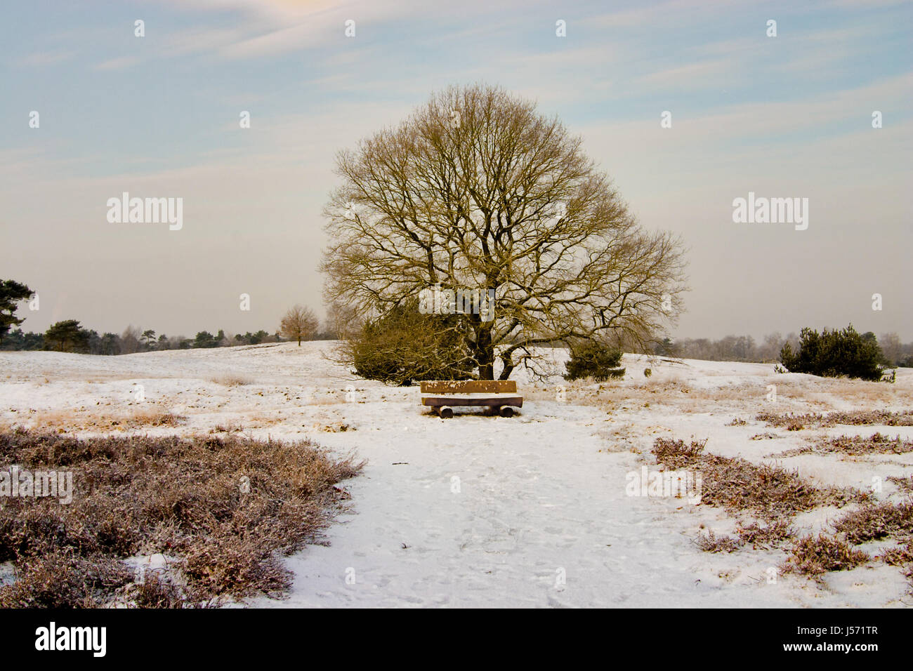 tree,winter,cold,seat,bench,walk,go for a walk,snow,park bench ...