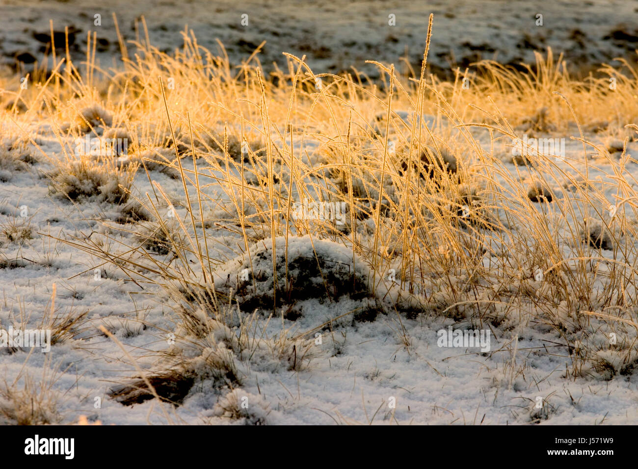 winter,cold,sunrise,morning sun,snow,meadow,grass,lawn,green,westruper ...