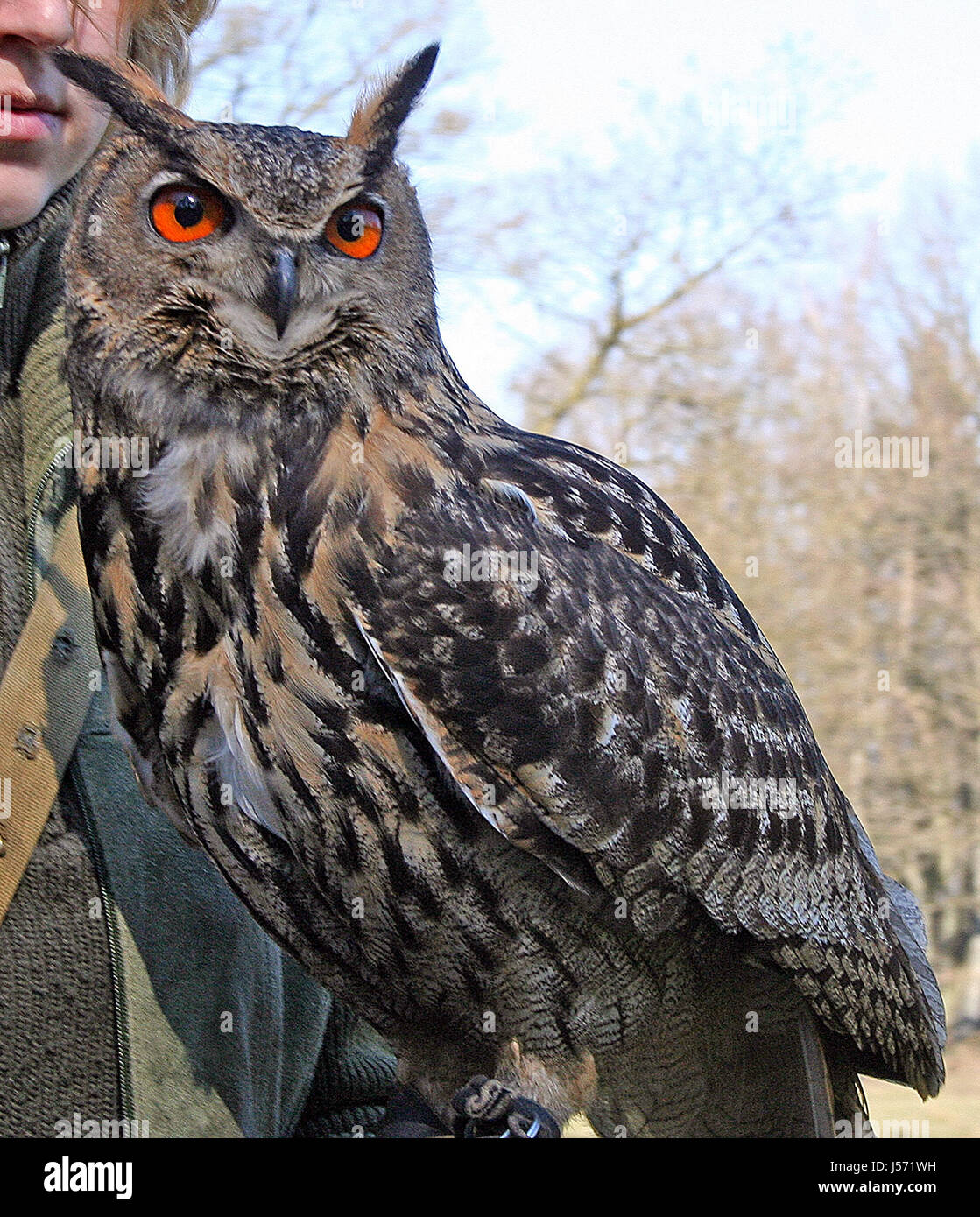 bird,birds,raptor,wildlife park,eagle-owl,eekholt,vogel des jahres 2005 ...