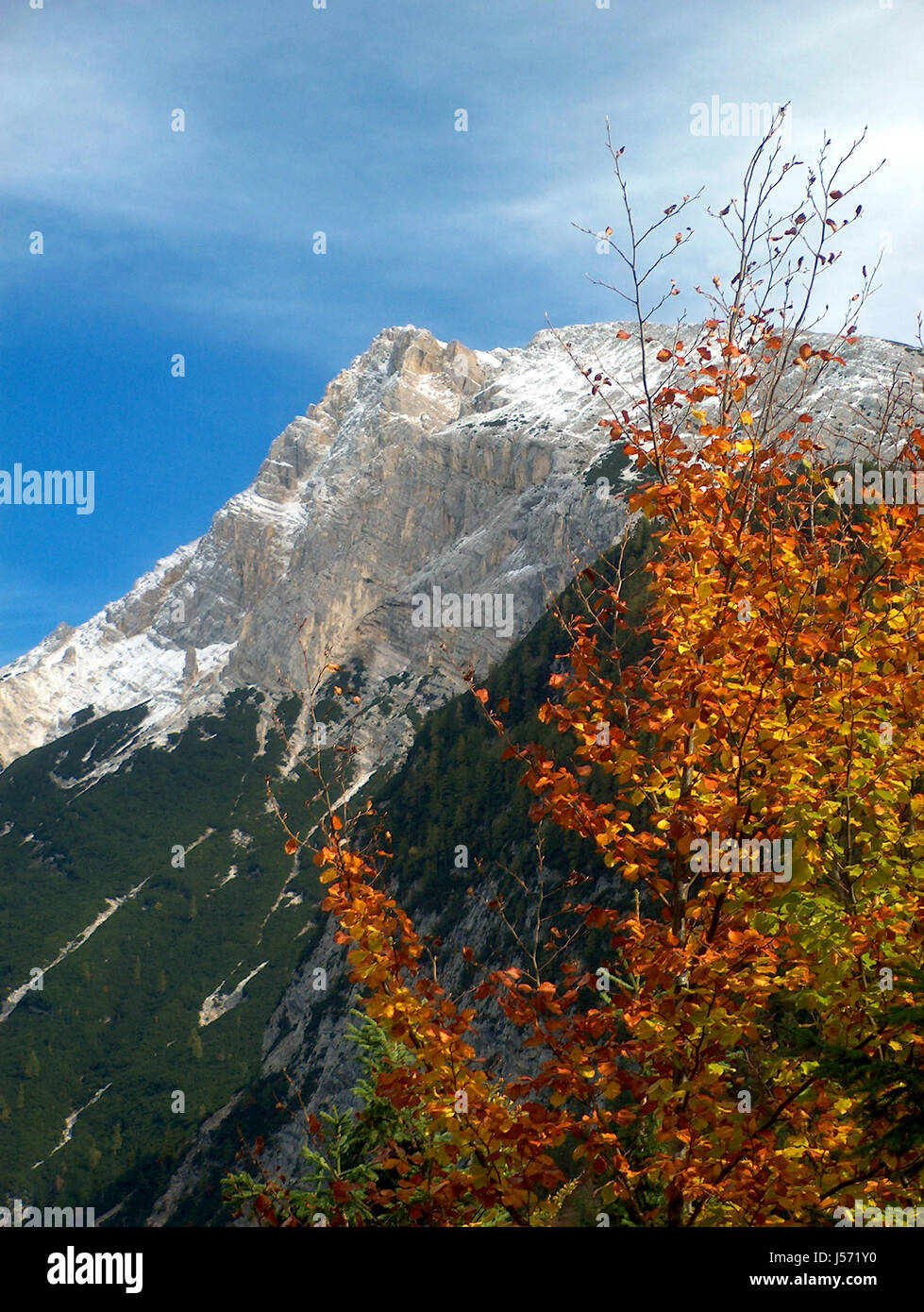 tree summit mood golden climax peak october tyrol mountain leaves ...