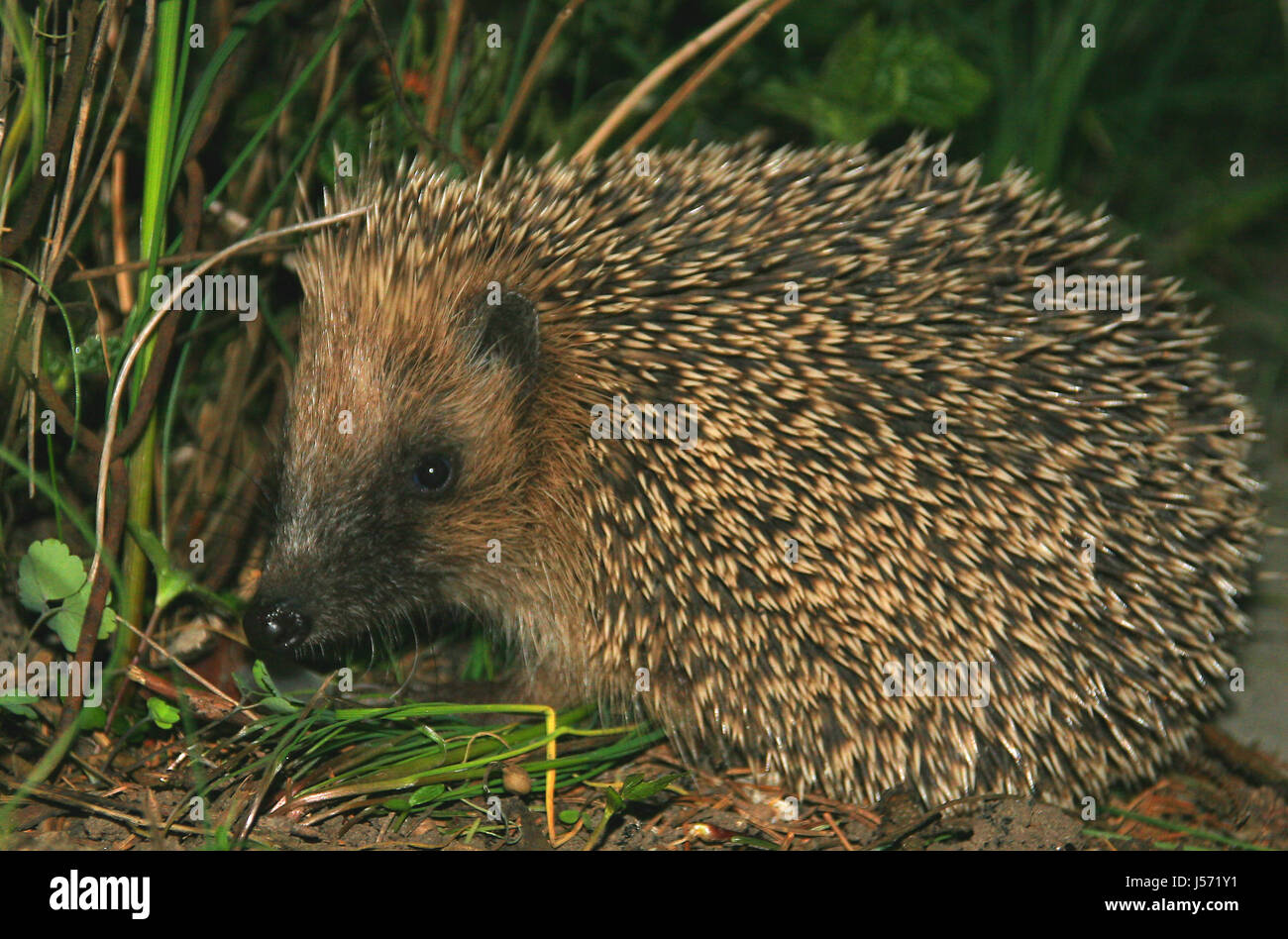 garden mammal lone wolf prickly sting hedgehog gardens insectivore ...