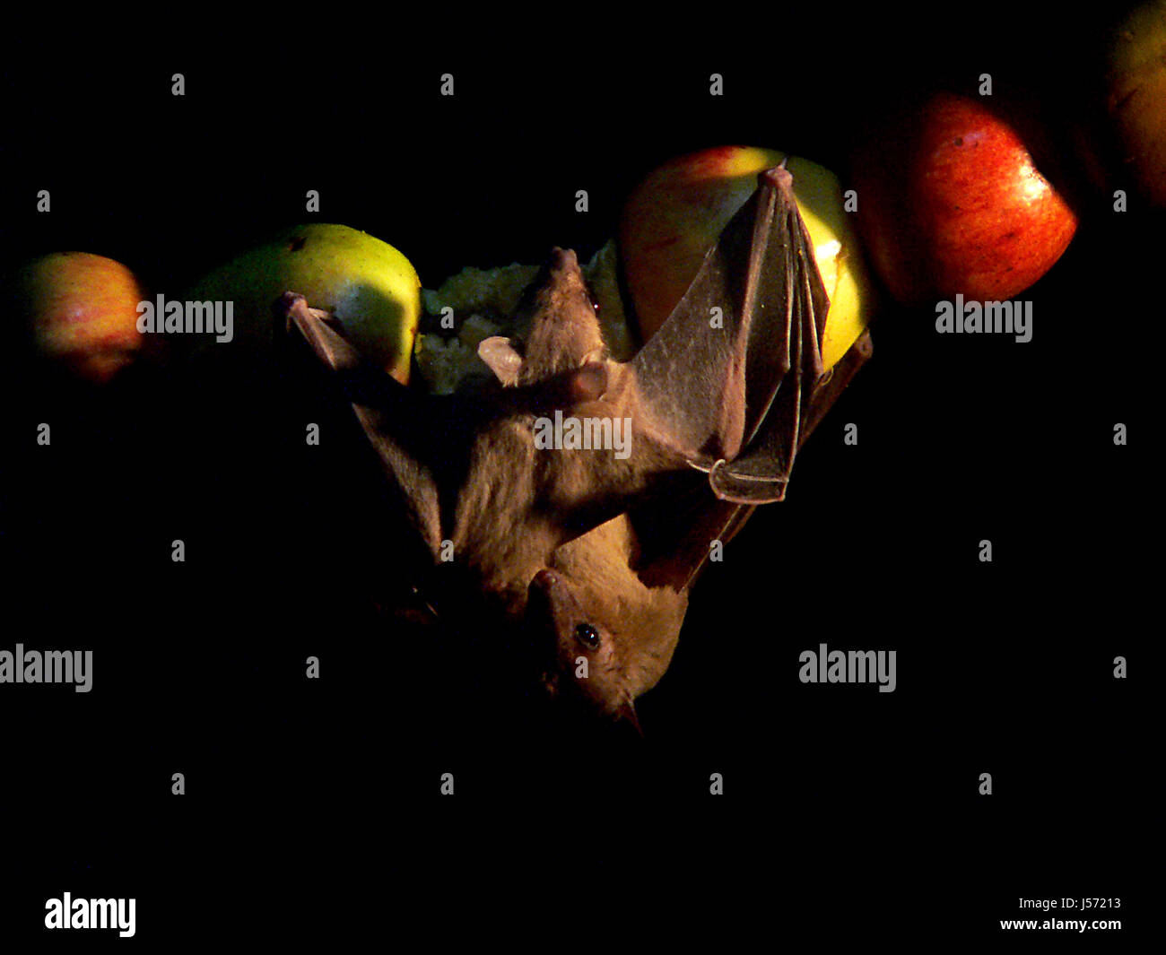 night nighttime wing small tiny little short fruit apples apple hungry ...