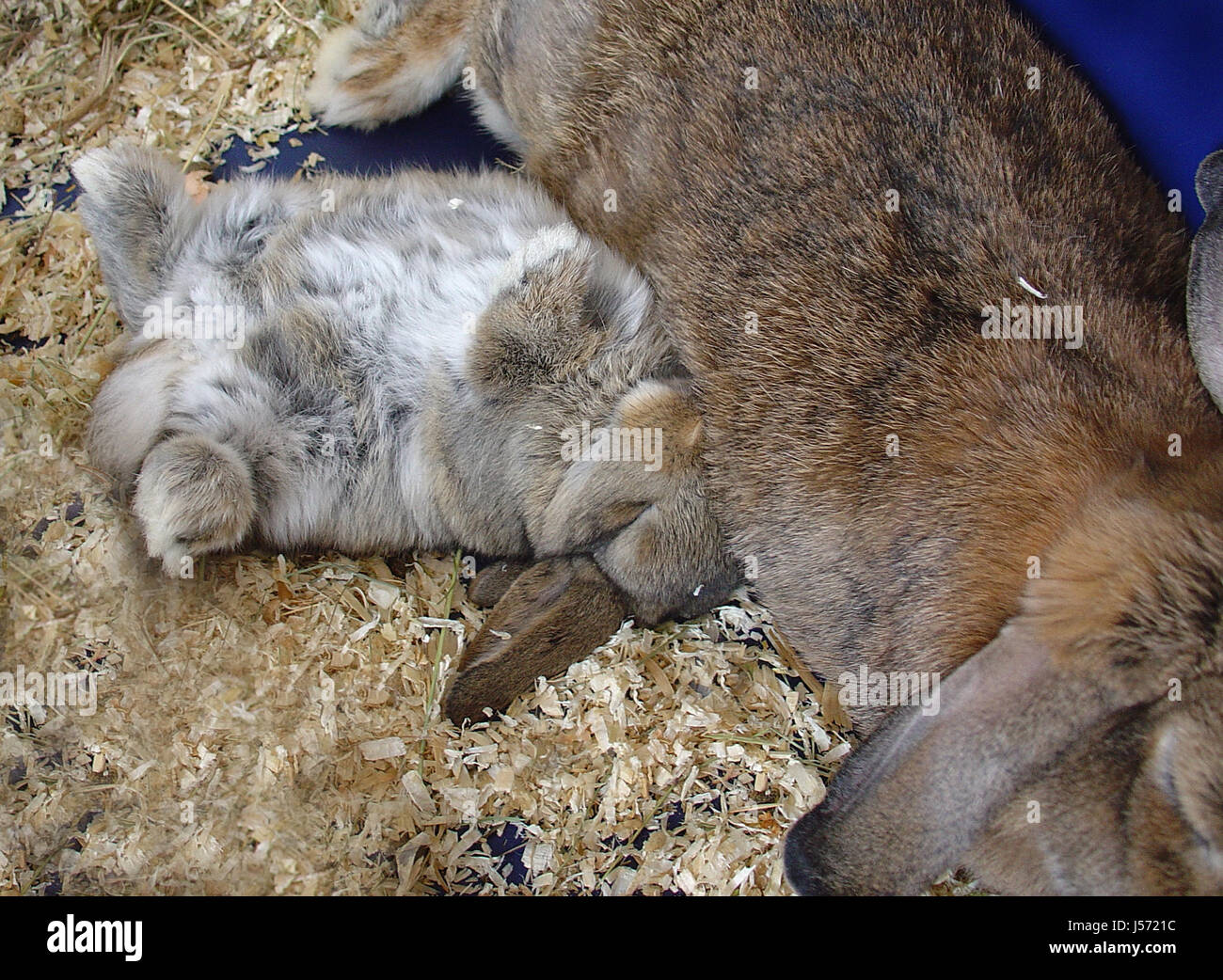 pet contentedness pets ram young animal contented full cute young ...