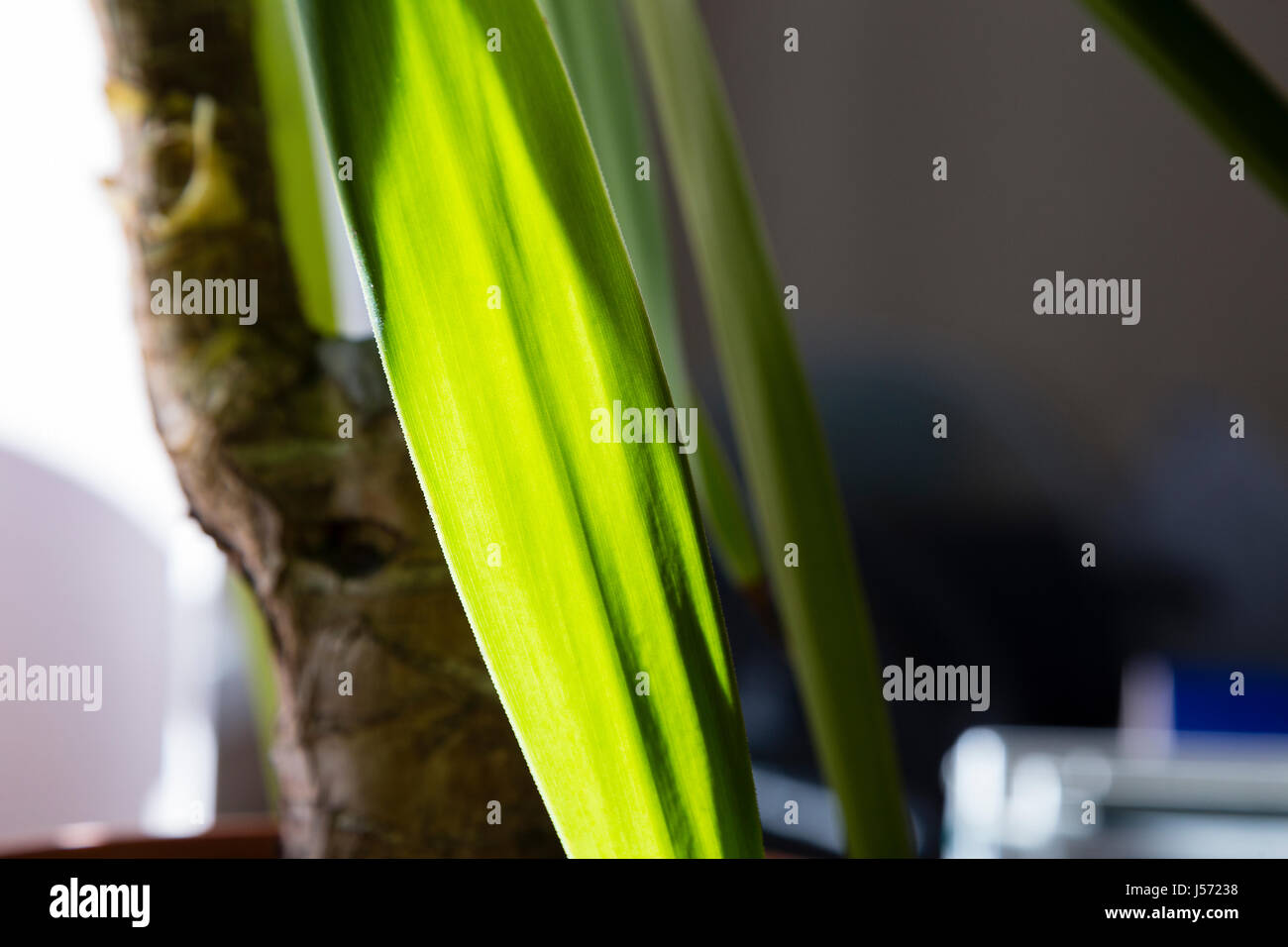 Palm tree into office. Close up of a leaf palm Stock Photo - Alamy