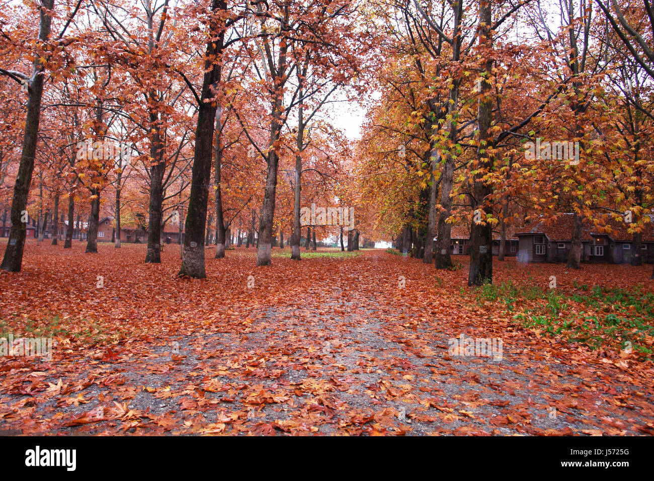 Speaking tree of Kashmir, Golden chinar leaves lend magic, Romancing ...