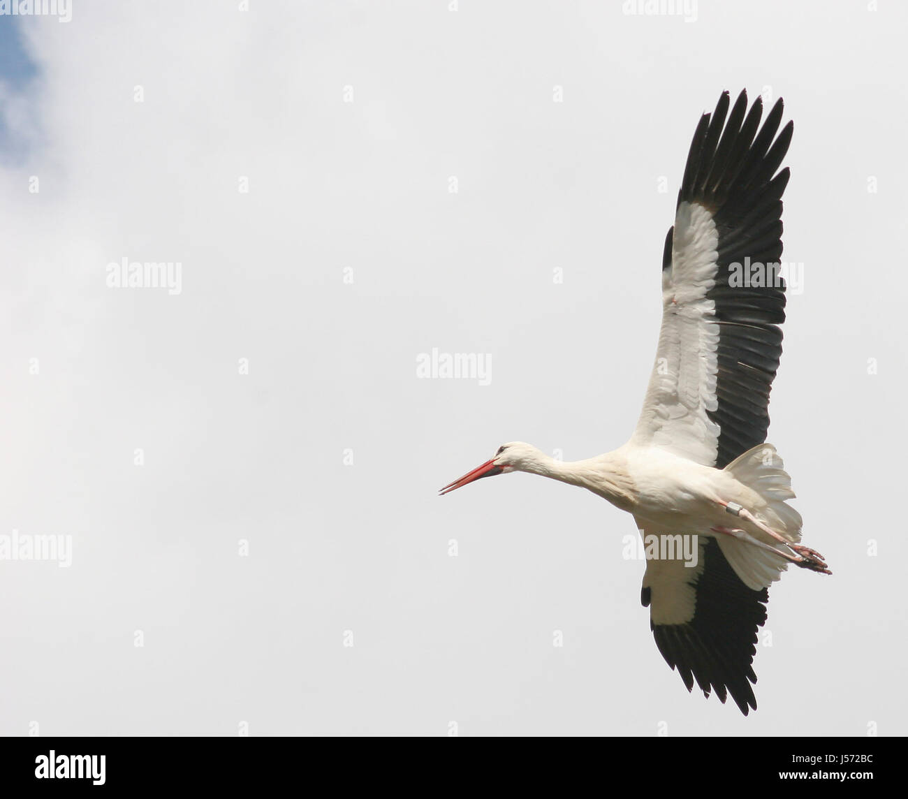 worms eye flight bird birds wing feathers beak stork approach beaks fly ...