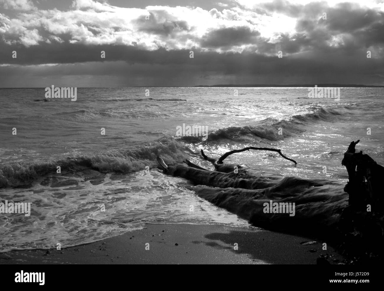 tree beach seaside the beach seashore waves midday firmament sky salt ...