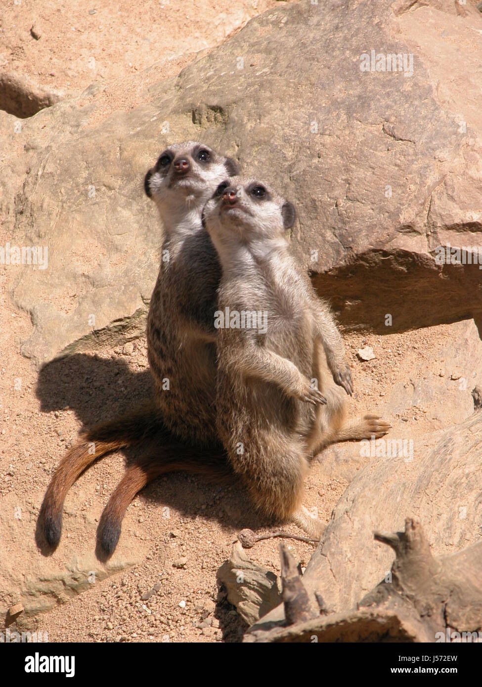 desert wasteland animals savannah rodent small tiny little short ...