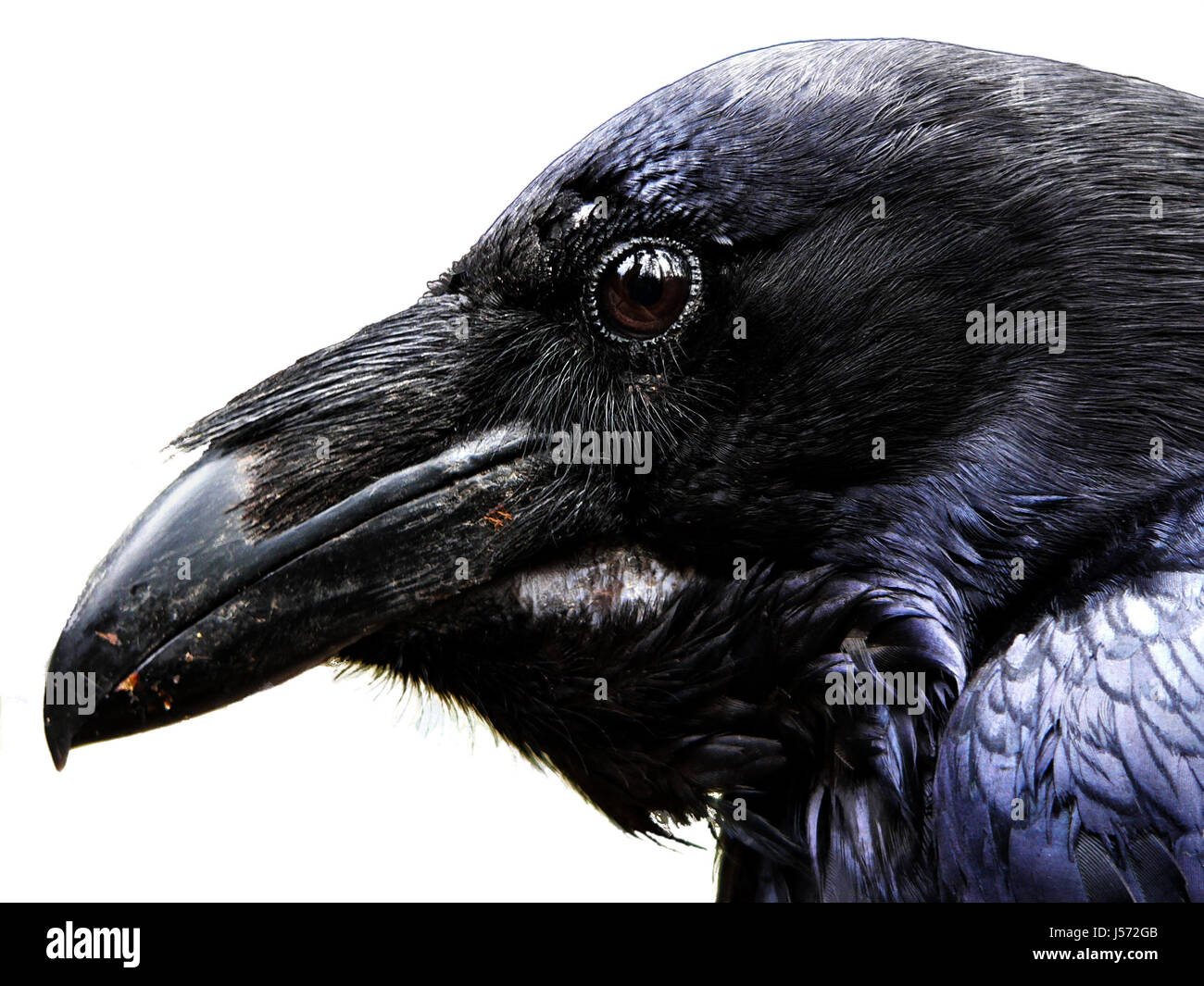 Diebisch freigestellt hi-res stock photography and images - Alamy