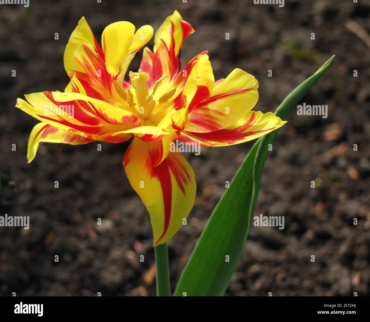 Broken tulip hi-res stock photography and images - Alamy