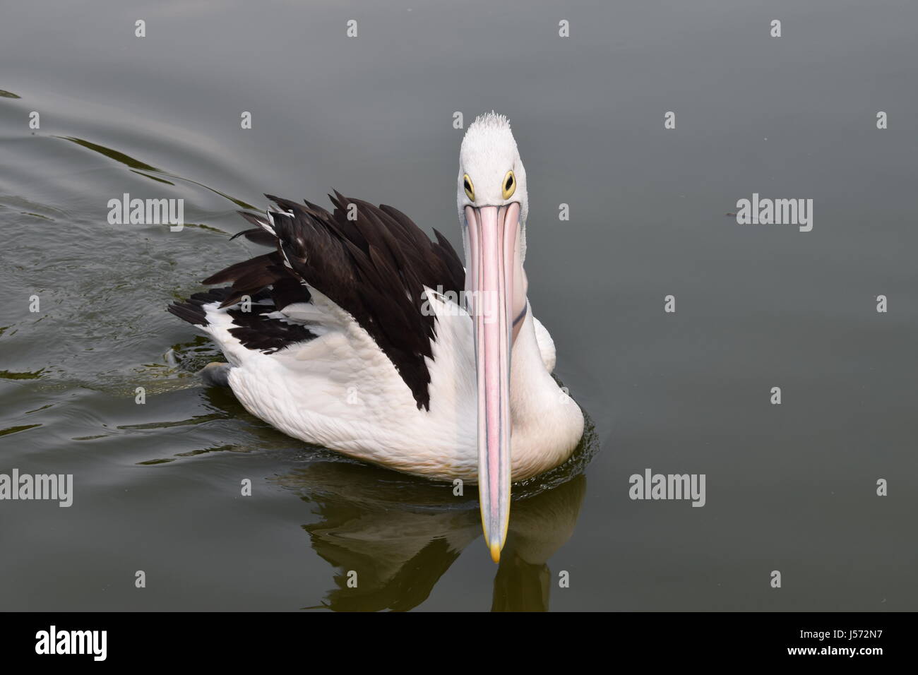 Pelican pose hi-res stock photography and images - Alamy