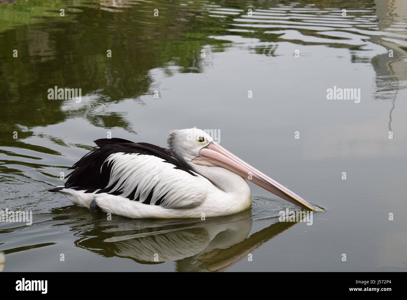 Pelican pose hi-res stock photography and images - Alamy