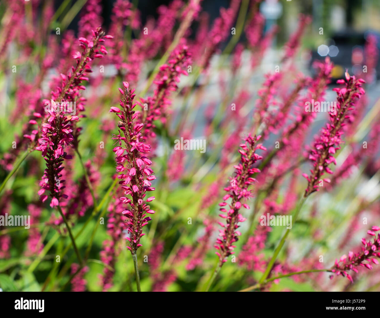 Persicaria amplexicaulis firetail mountain fleece hi-res stock ...
